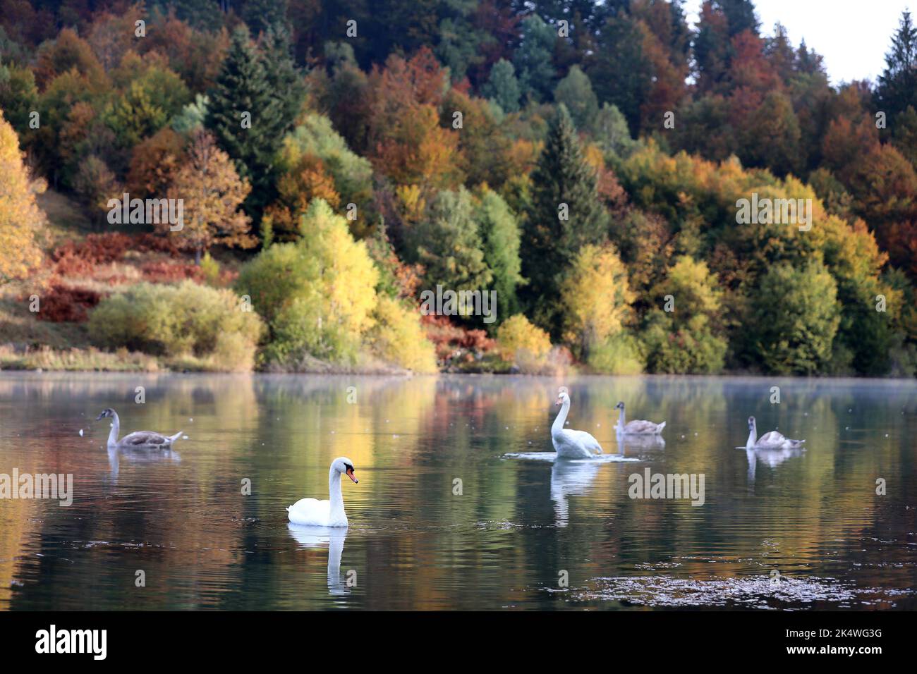 Swan family on Lokvarsko Lake near Gorski Kotar, Croatia on October 4 ...