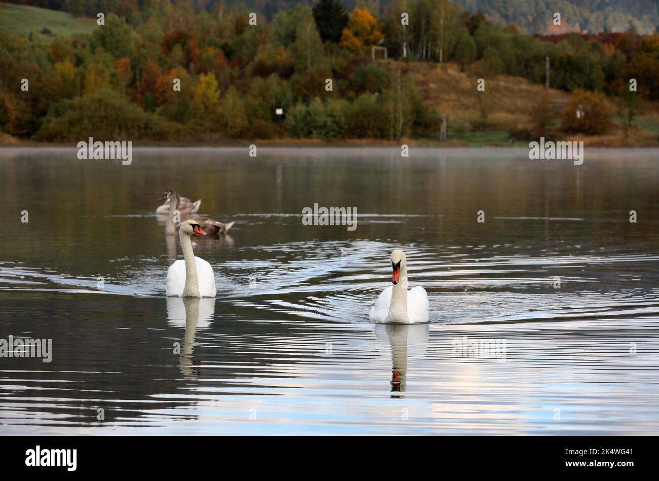 Swan family on Lokvarsko Lake near Gorski Kotar, Croatia on October 4 ...