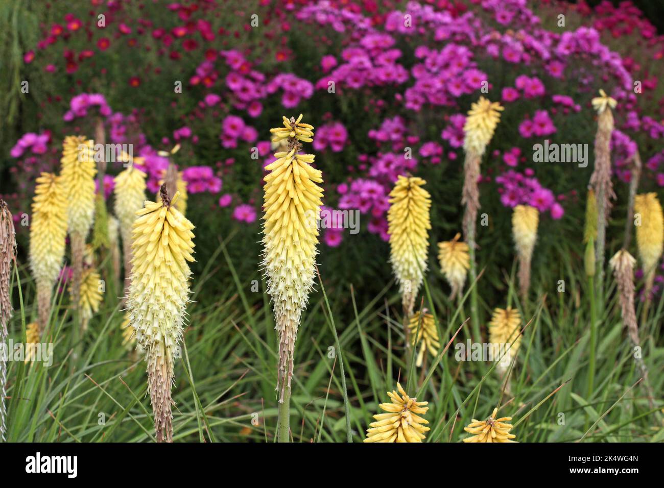 Poco citron hi-res stock photography and images - Alamy