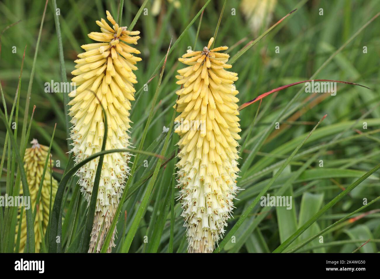 Poco citron hi-res stock photography and images - Alamy