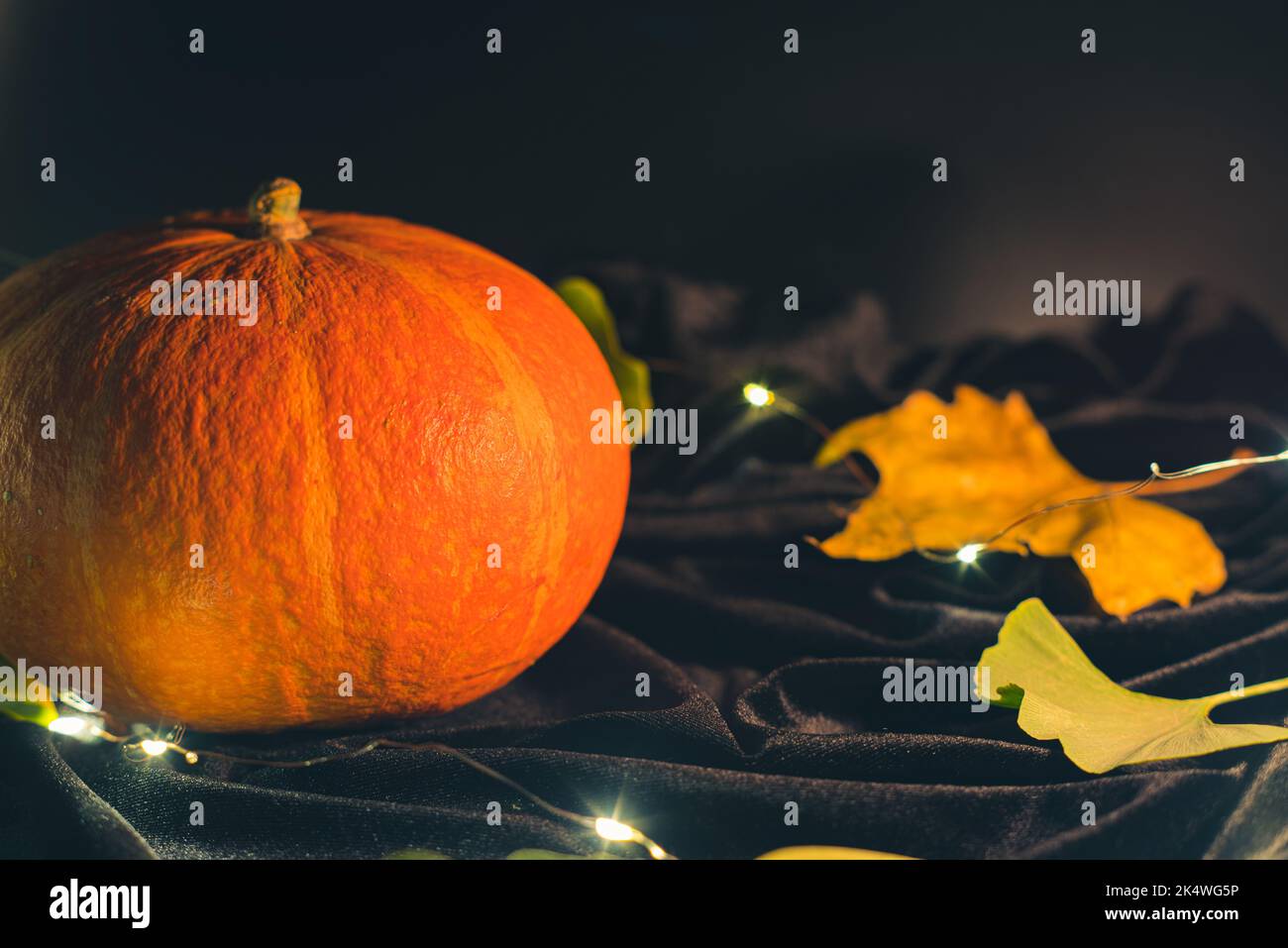 Halloween theme,Close-up shot of Pumpkin and fallen leaves on the black ...