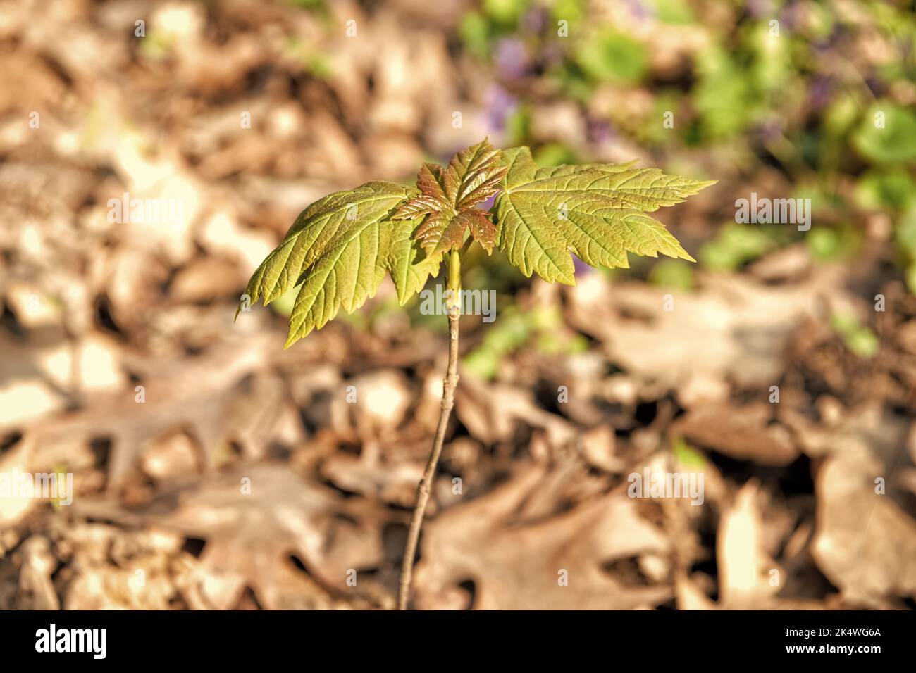 Maple tree sprout with green leaves grow in forest soil sunny natural ...
