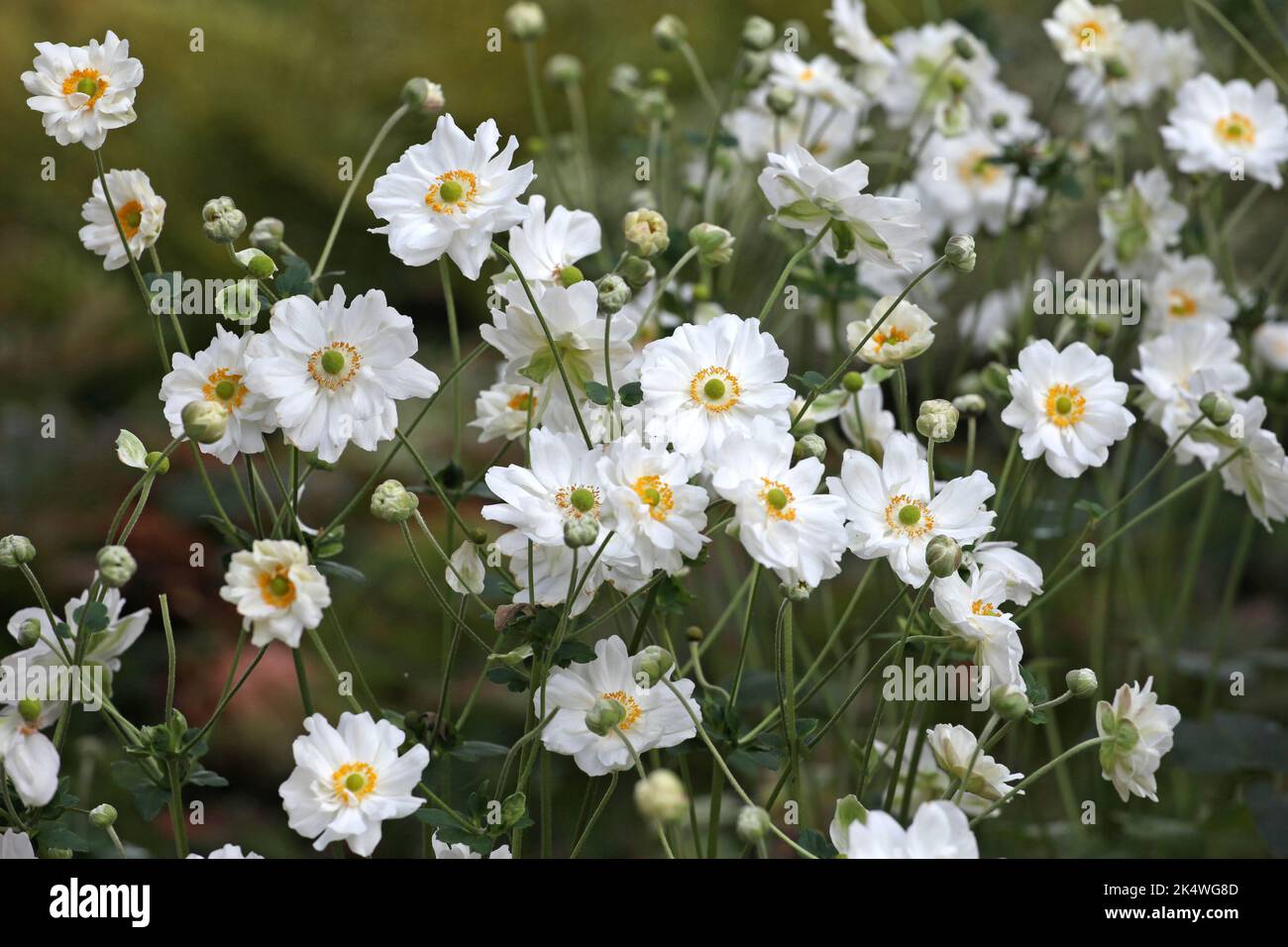 Japanese anemone 'Whirlwind' in flower Stock Photo - Alamy