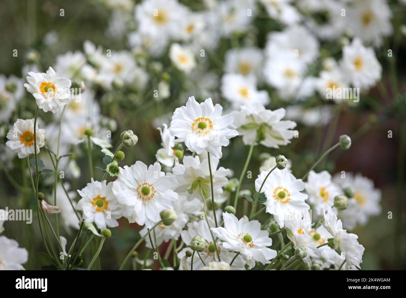 Japanese anemone 'Whirlwind' in flower Stock Photo - Alamy