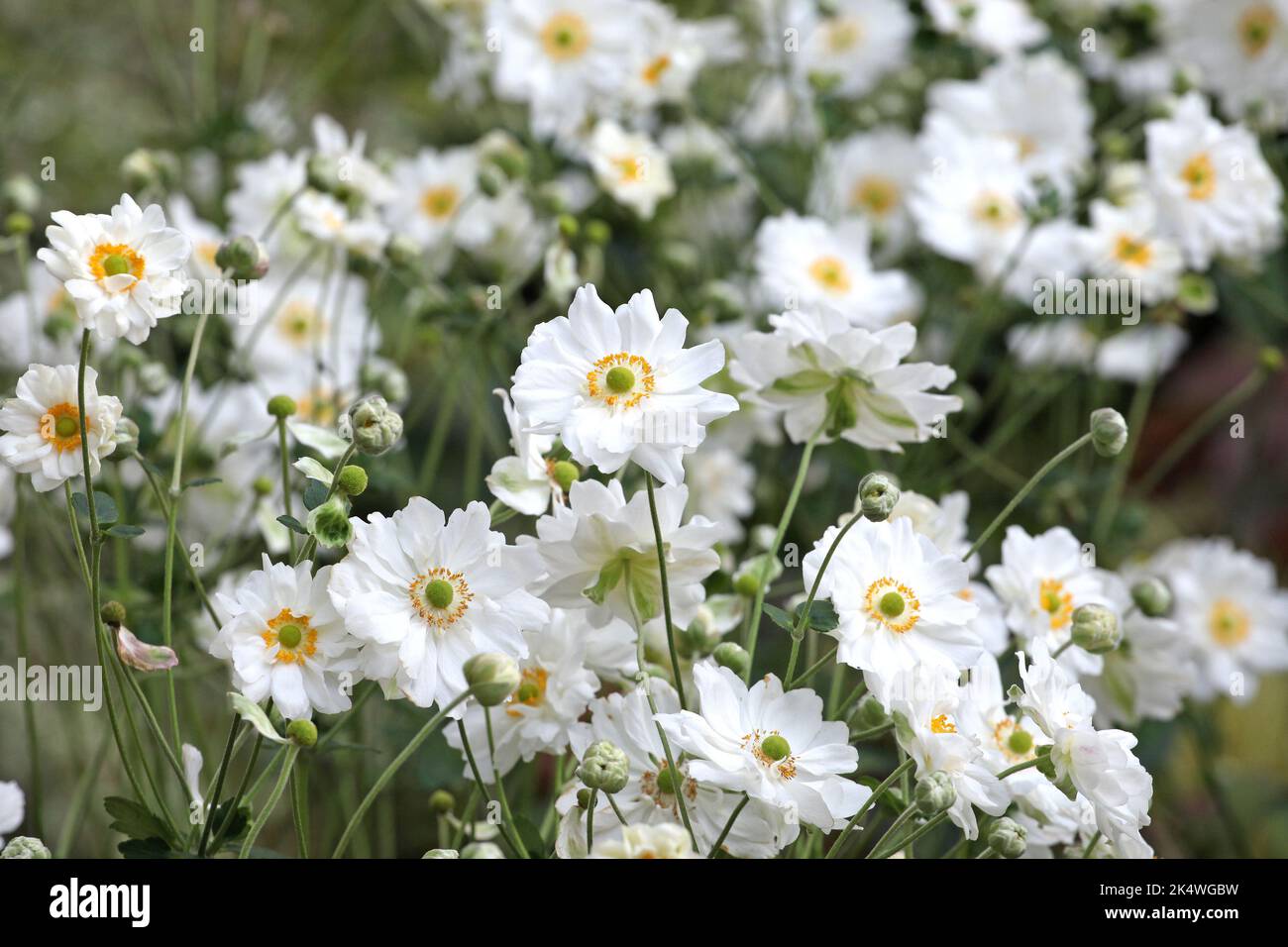 Japanese anemone 'Whirlwind' in flower Stock Photo - Alamy