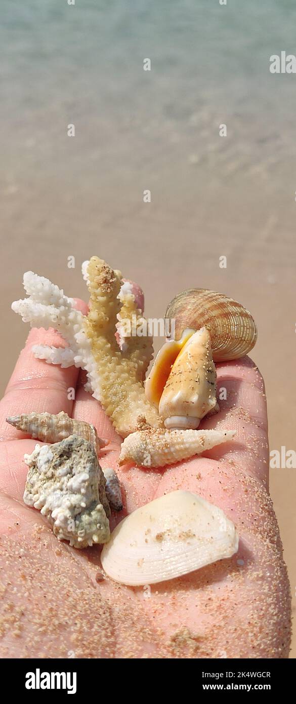 A vertical shot of a person holding different types of seashells in ...
