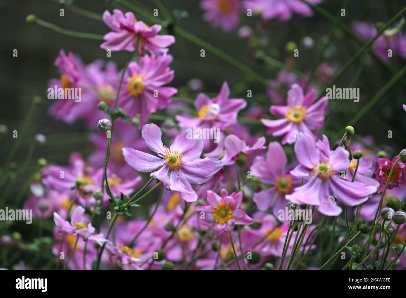 Pink Japanese anemone in flower Stock Photo - Alamy