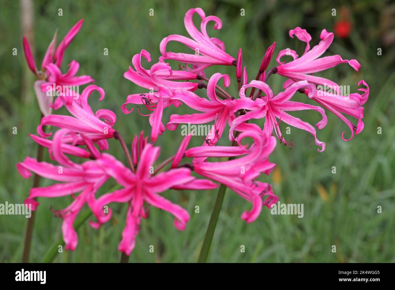 Amarine hi-res stock photography and images - Alamy