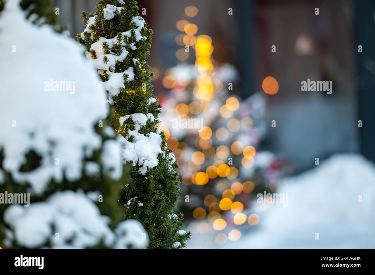 Close-up of a snowy pine branch on the background of sparkling lights ...