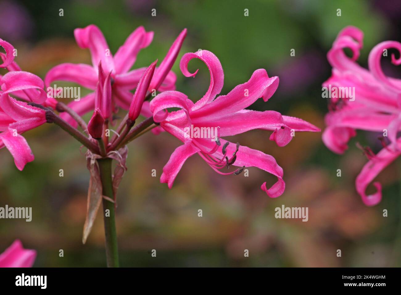 Lily amaryllis hi-res stock photography and images - Alamy