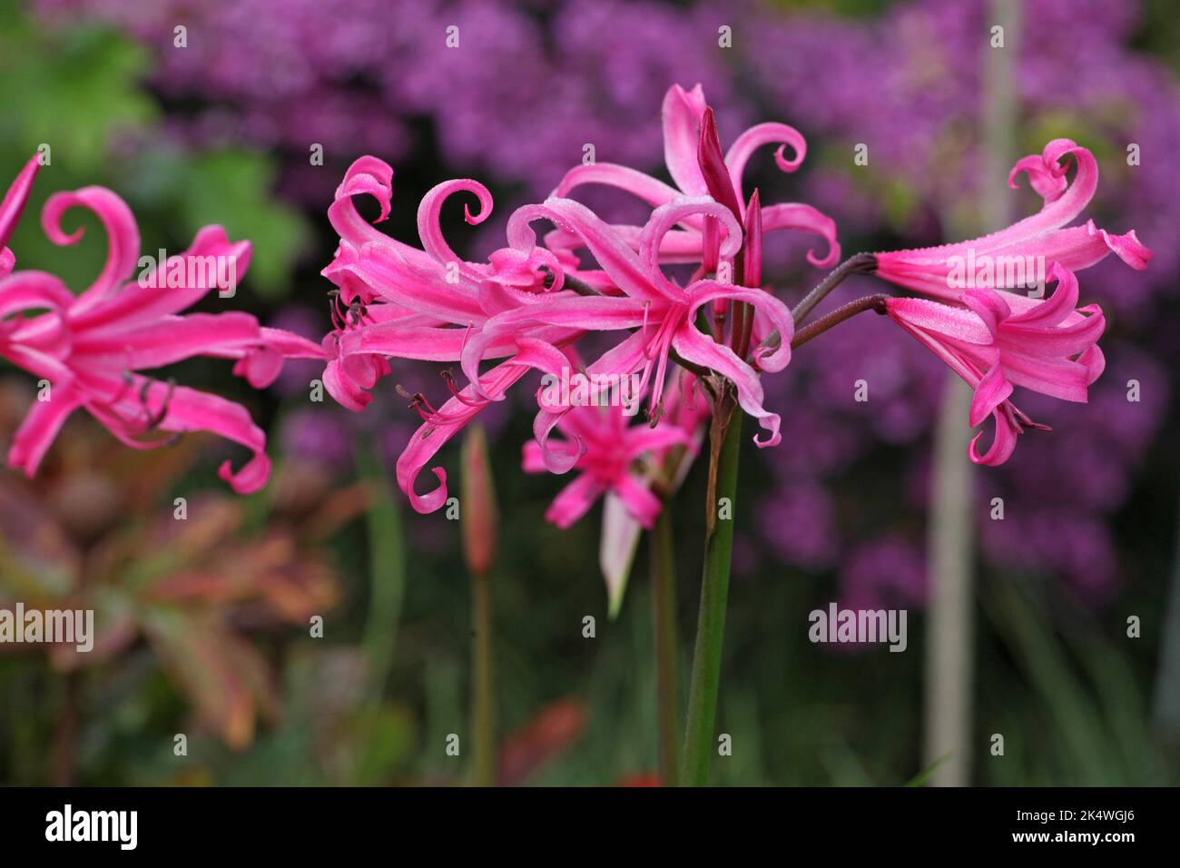 Amarine hi-res stock photography and images - Alamy