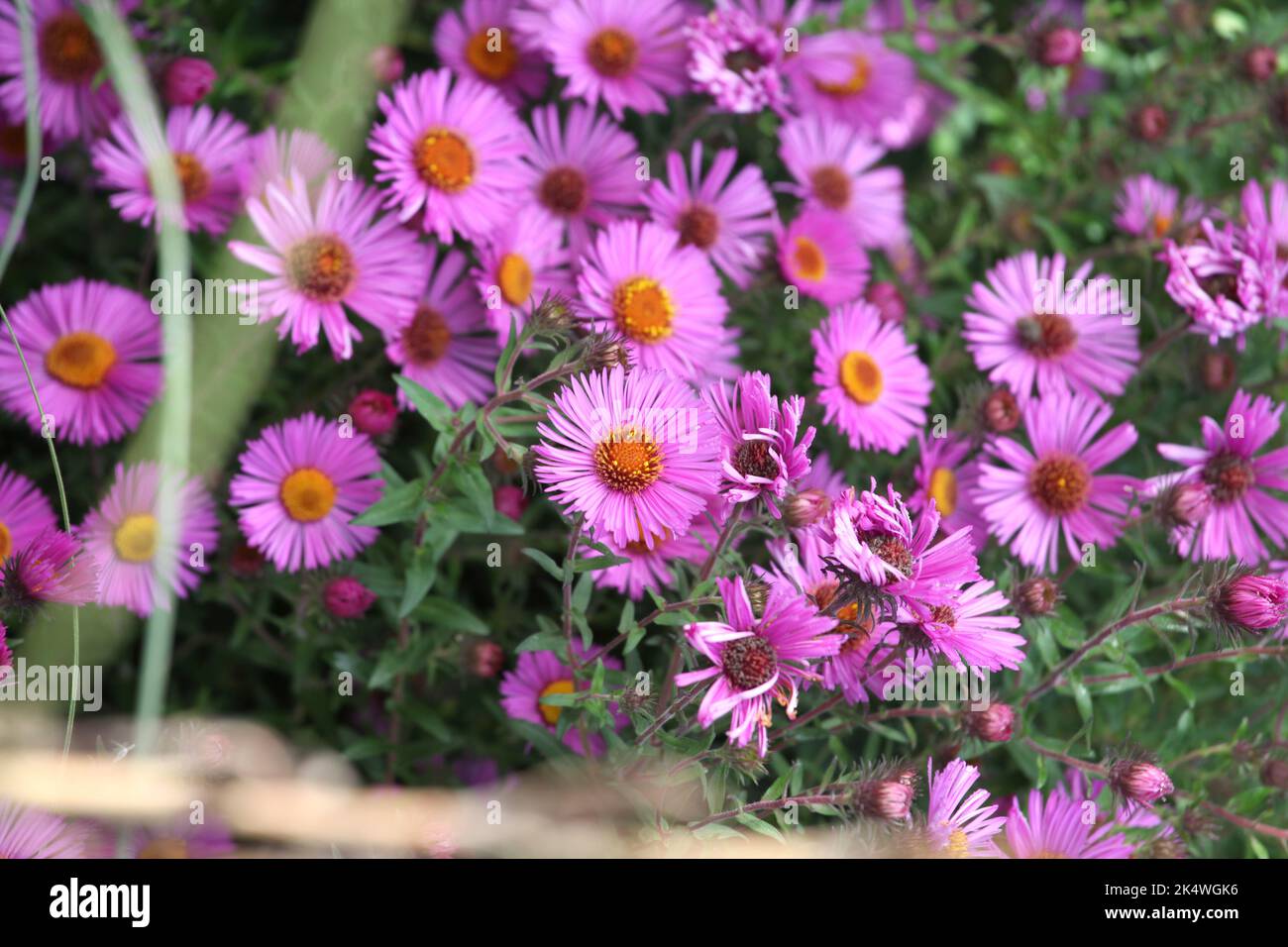 Roter stern hi-res stock photography and images - Alamy