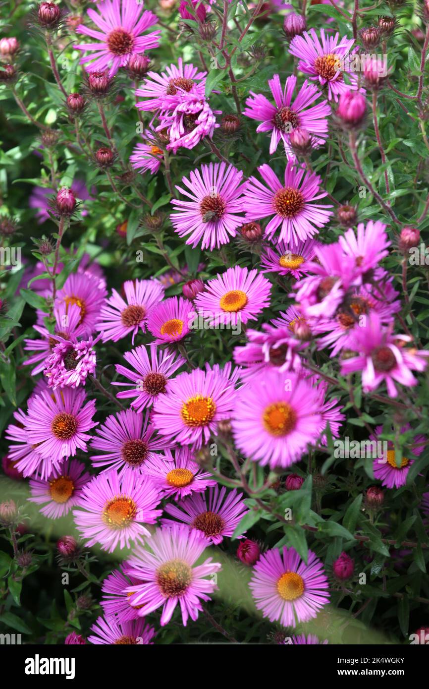 New England aster 'Roter Stern' in flower Stock Photo - Alamy