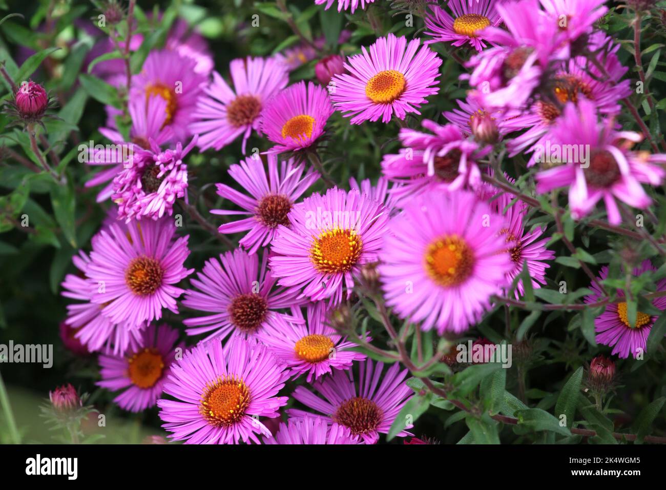 Roter stern hi-res stock photography and images - Alamy