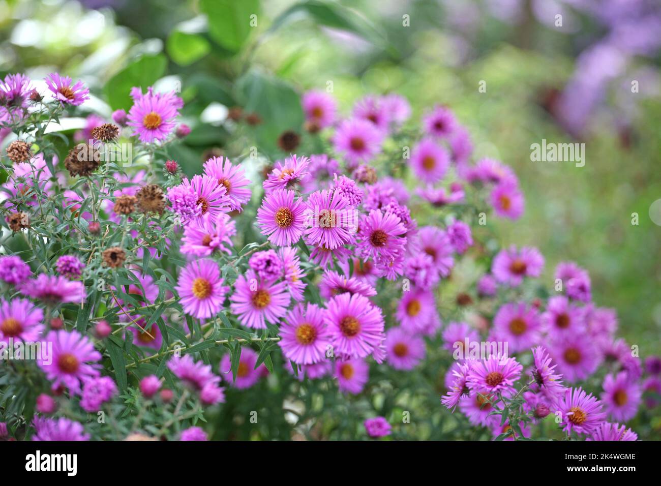 Symphyotrichum novae angliae roter stern hi-res stock photography and ...