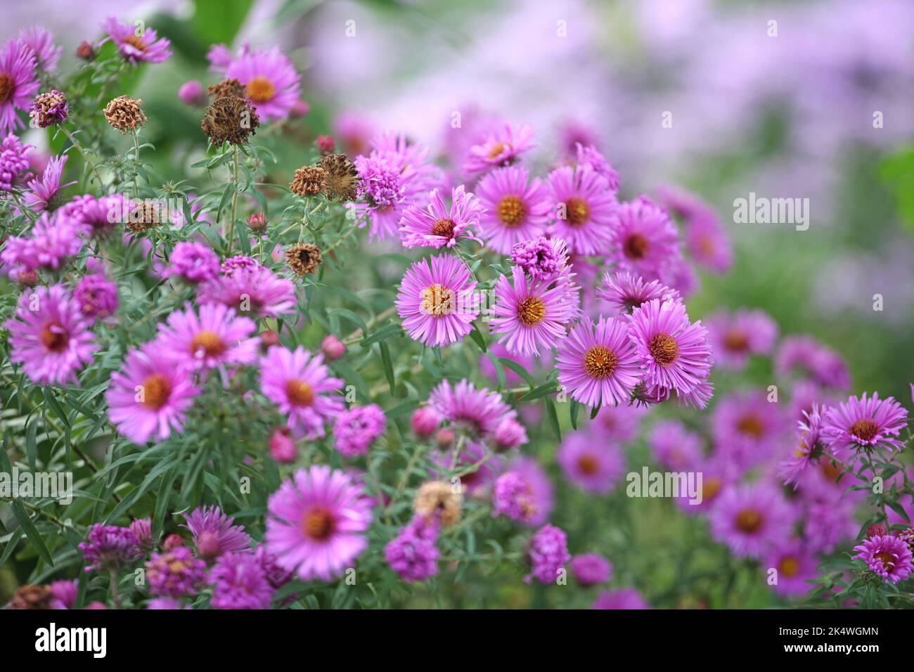 New England aster 'Roter Stern' in flower Stock Photo - Alamy