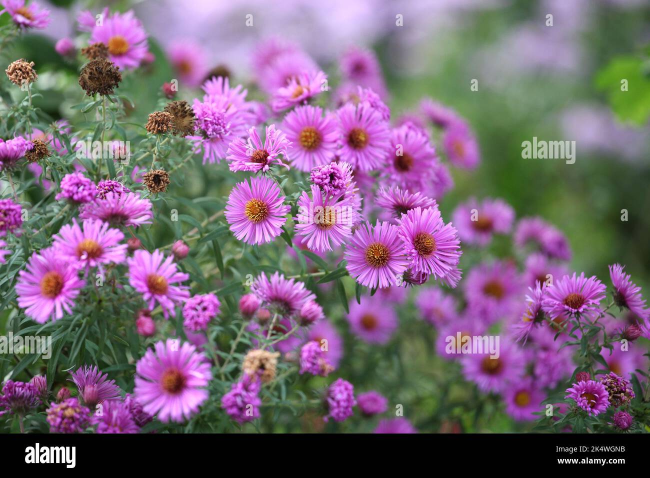 New England aster 'Roter Stern' in flower Stock Photo - Alamy