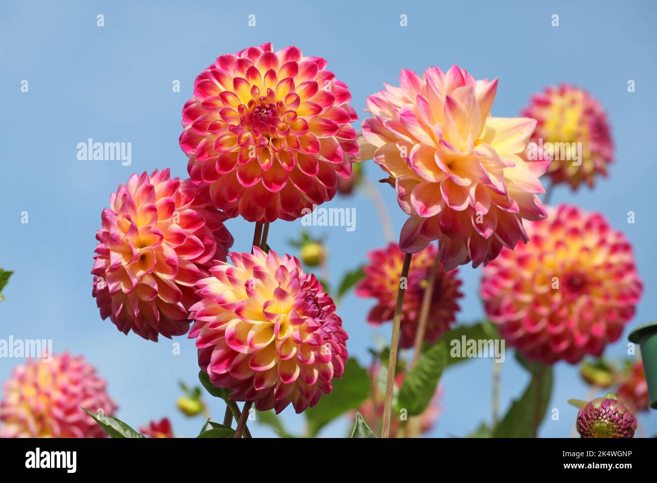 Dahlia hapet hi-res stock photography and images - Alamy