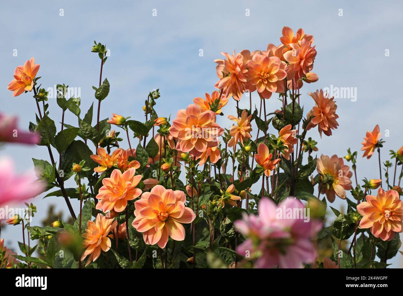 Dahlia mister frans hi-res stock photography and images - Alamy