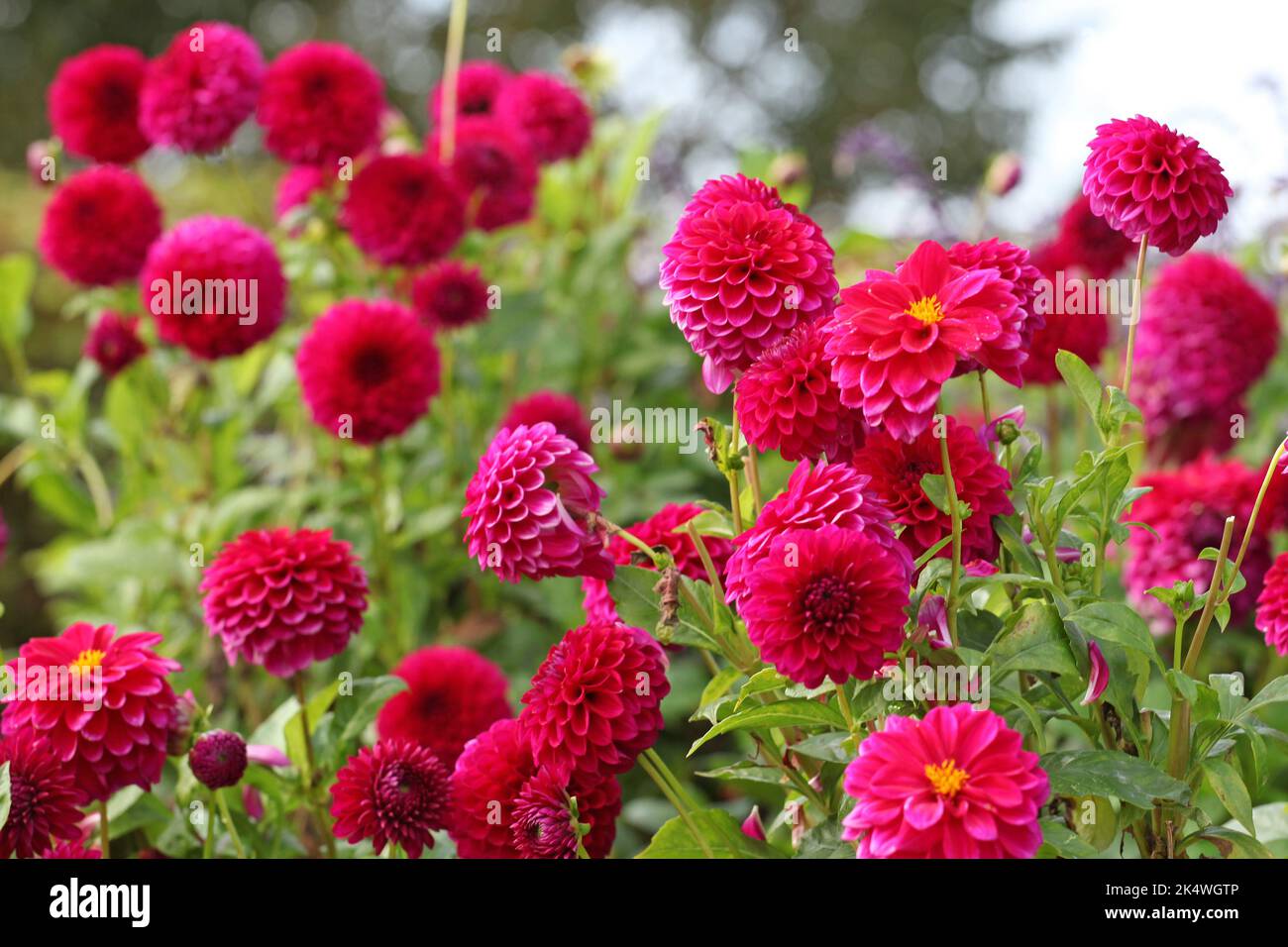 Blyton dahlias hi-res stock photography and images - Alamy
