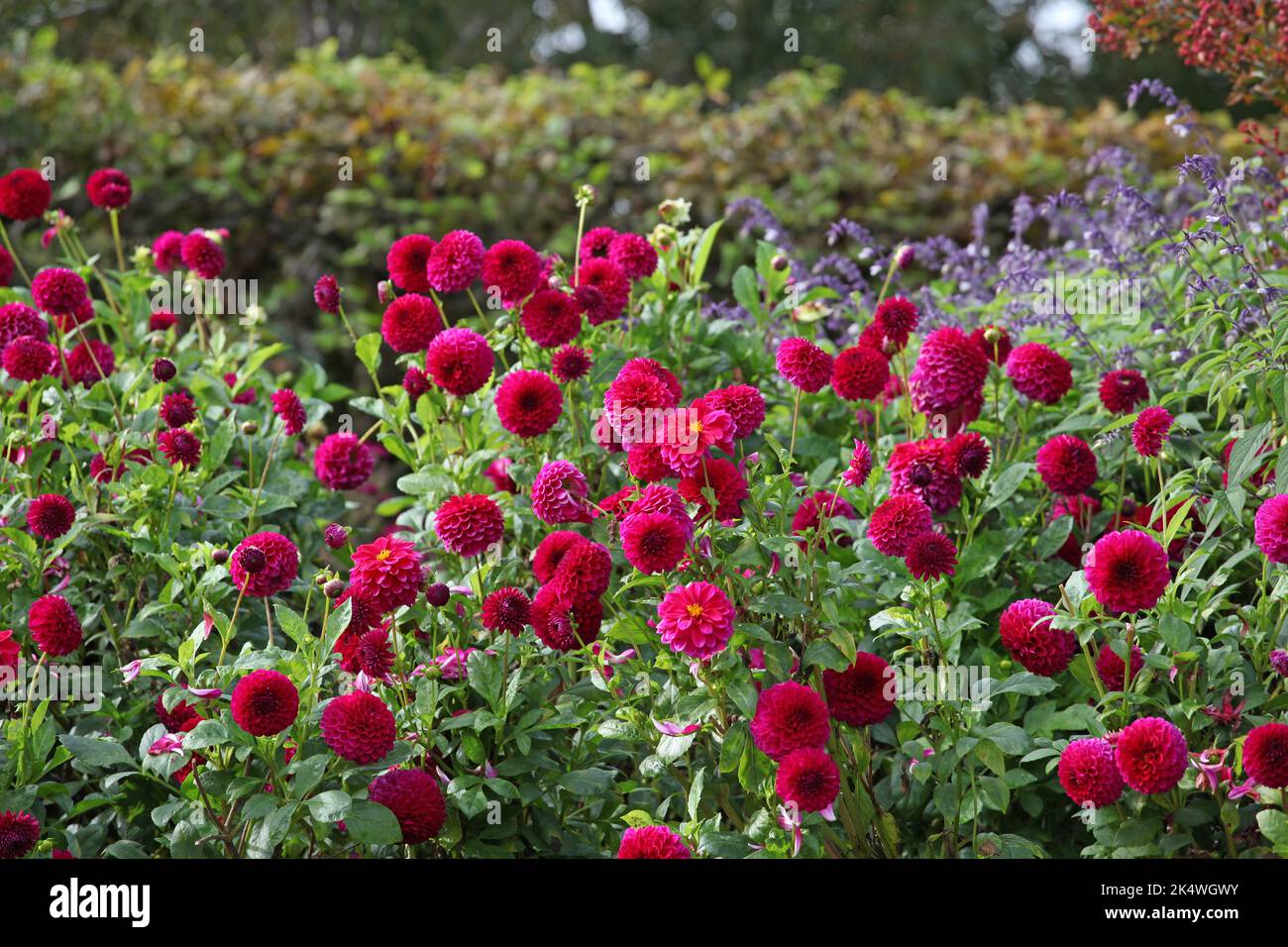 Dahlia 'Blyton Royal Velvet' in flower Stock Photo - Alamy