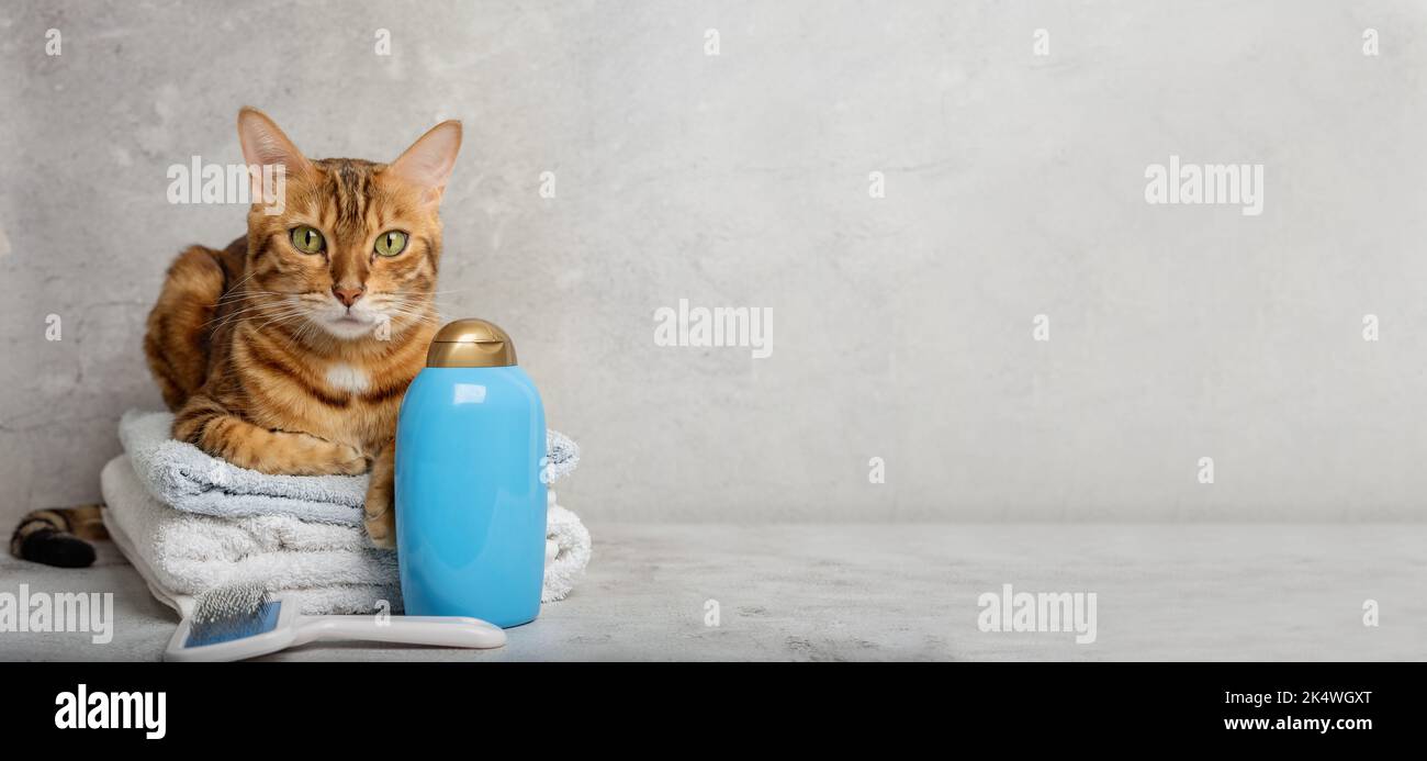 Pet grooming. Cute cat with tools for animal bathing, hygiene. Pet care ...