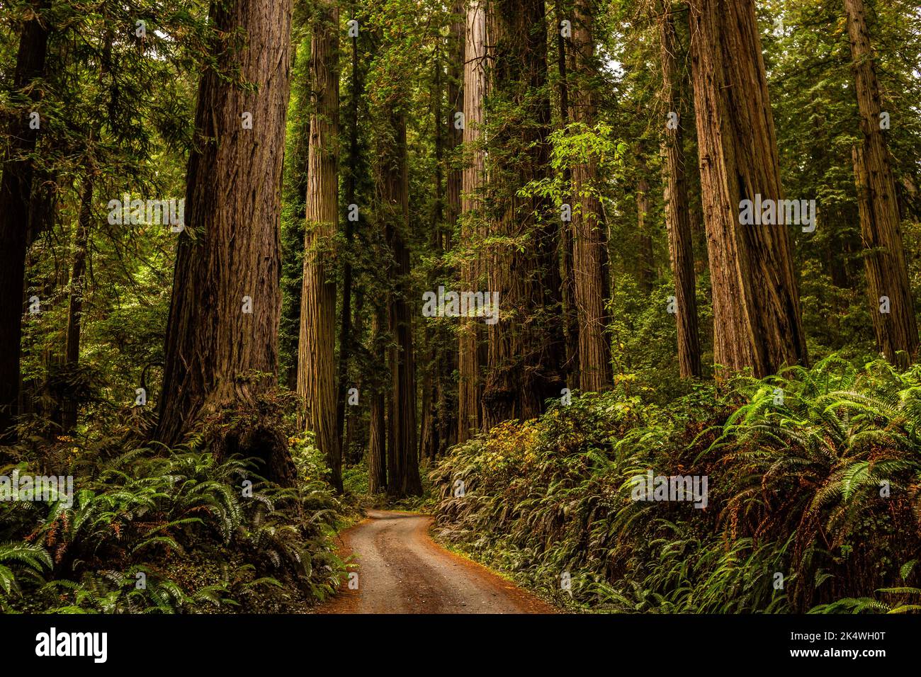 In the Redwood Forest among the Giant Sequoia Stock Photo - Alamy