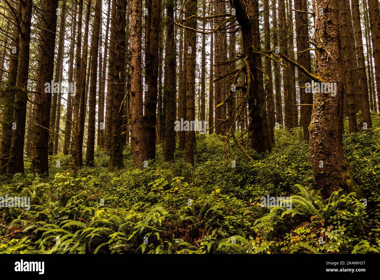 In the Redwood Forest among the Giant Sequoia Stock Photo - Alamy