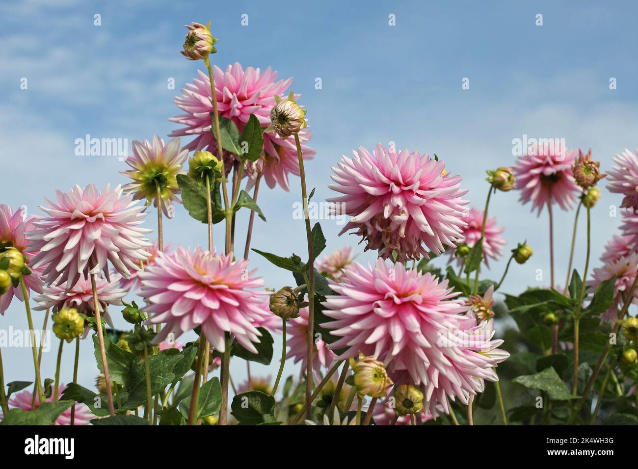 Dahlia 'Normandie Memories' in flower Stock Photo - Alamy