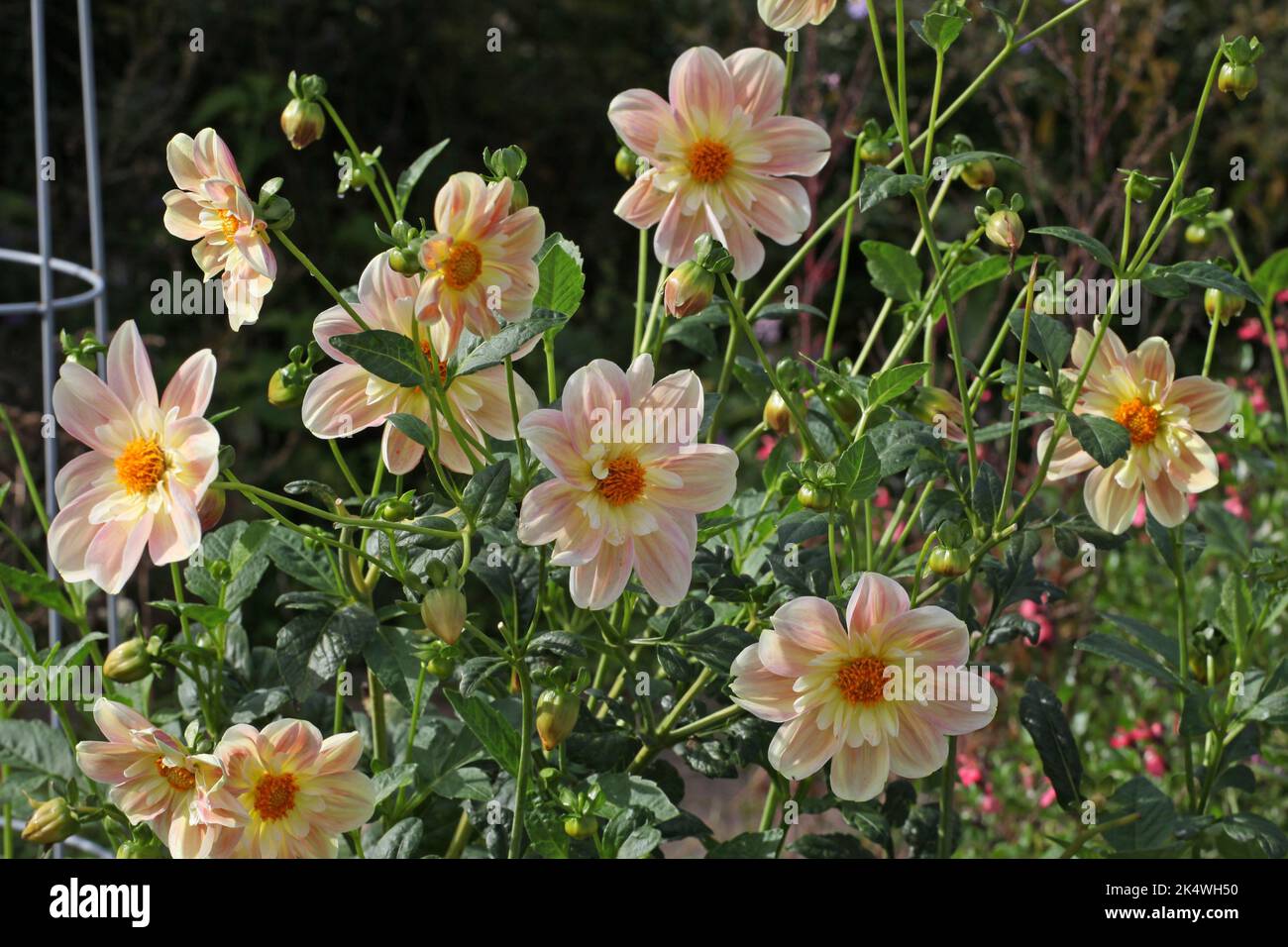 Collarette blooms hi-res stock photography and images - Alamy