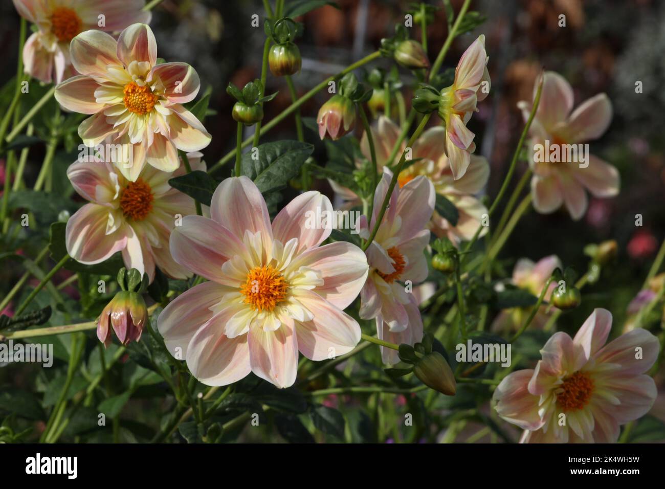 Cream and pink collarette dahlias in flower Stock Photo - Alamy