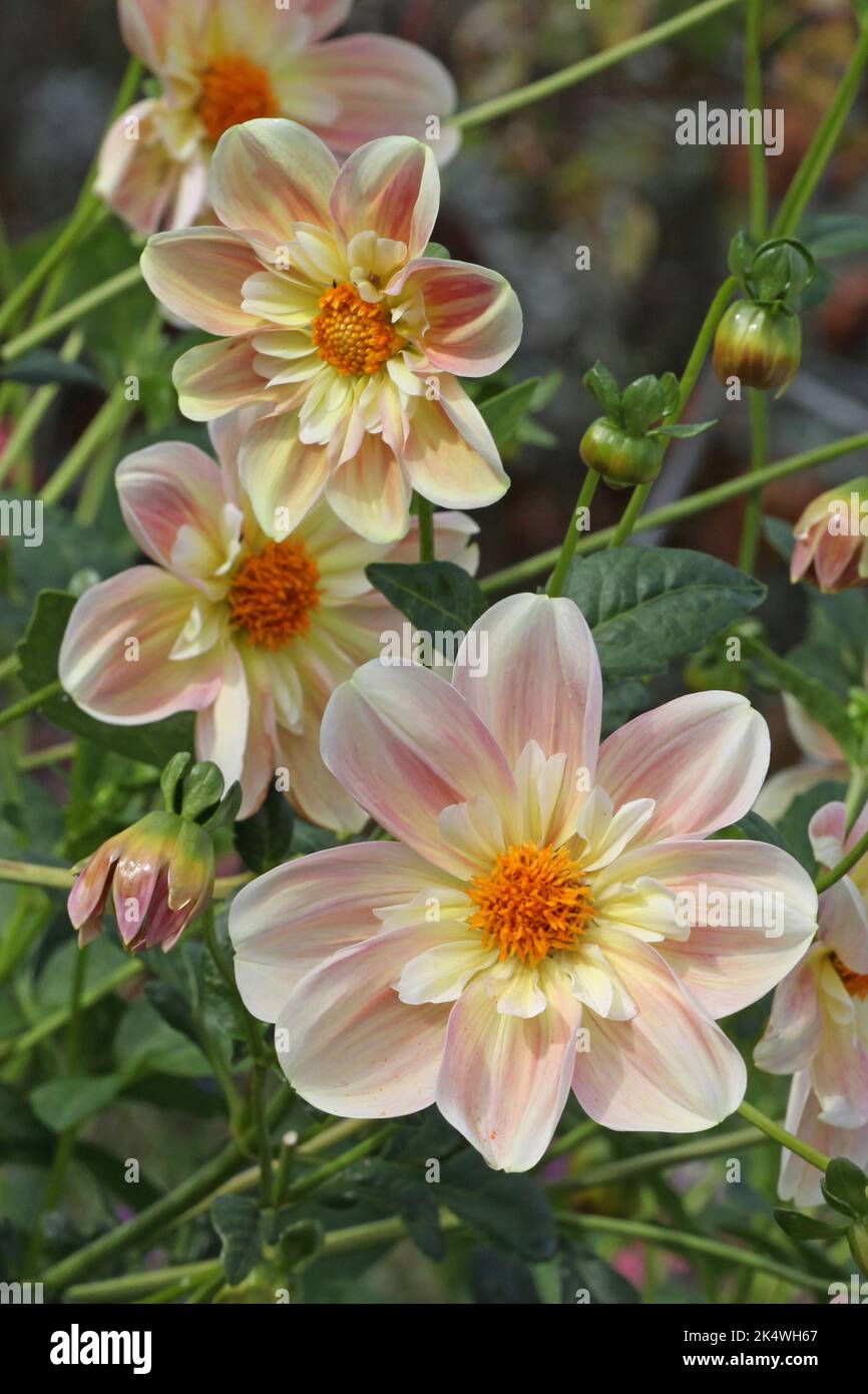 Collarette hi-res stock photography and images - Alamy