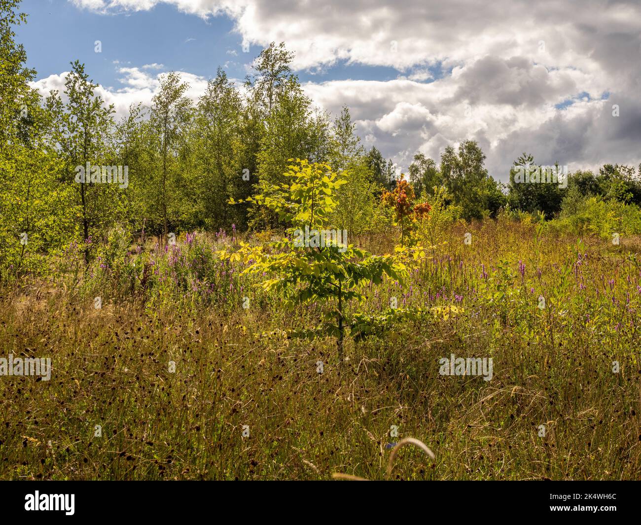 Backlit beech tree sapling growing in a perennial meadow with a newly ...