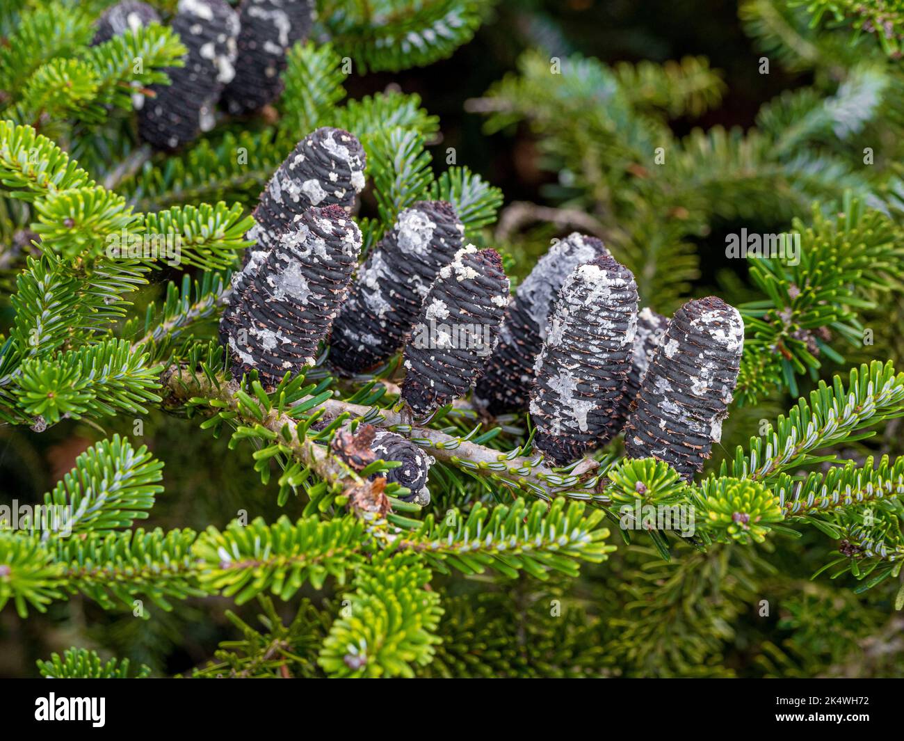 Closeup of the dark grey, almost black fir cones of the Korean Fir tree ...