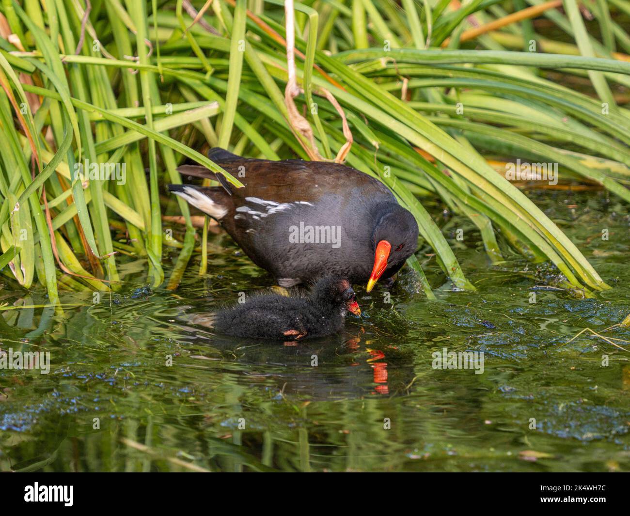 Adult moorhen with its chick, in the water, near the bank of a UK lake ...