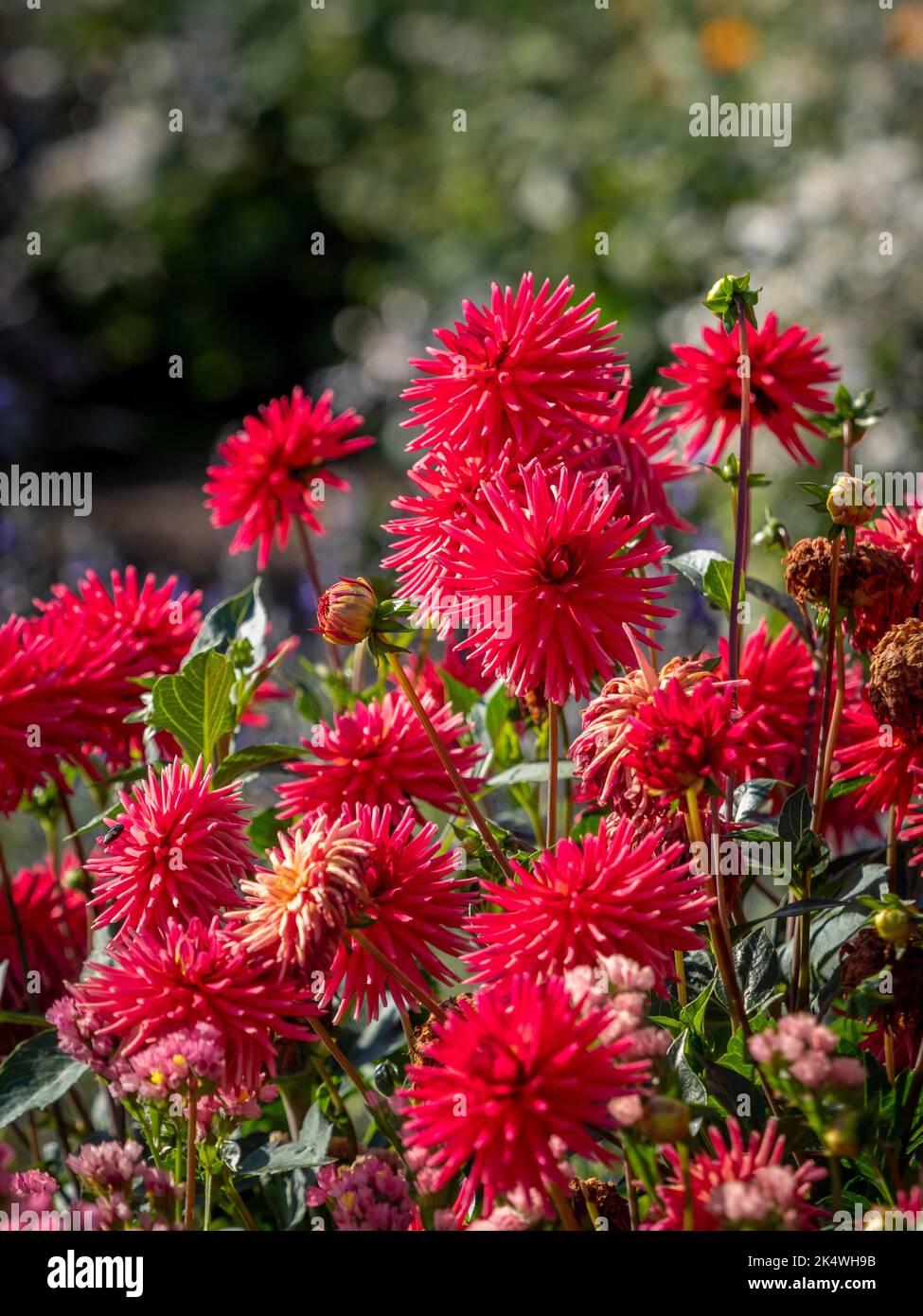 Dahlias red flowers in hi-res stock photography and images - Alamy