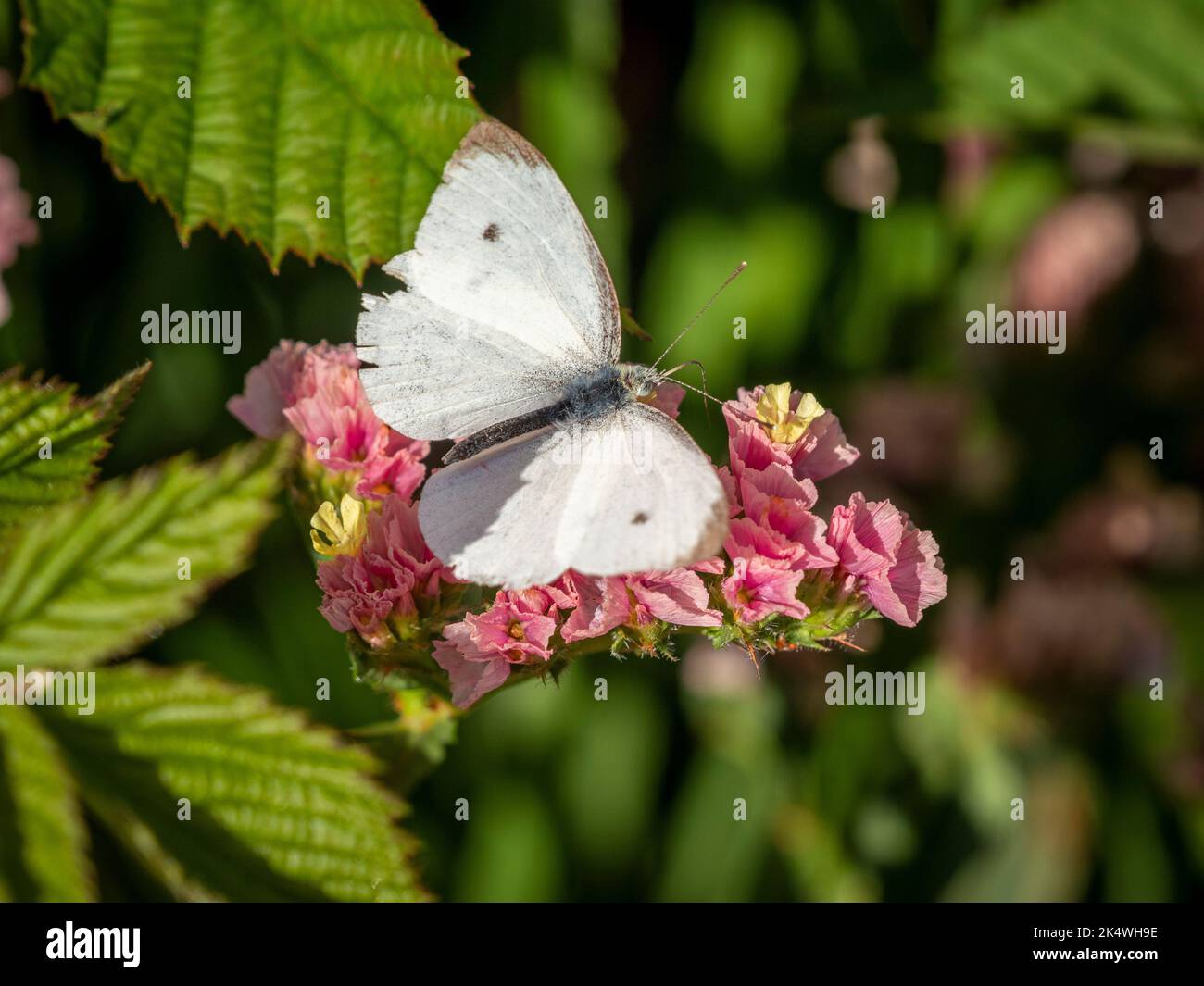 Male cabbage white butterfly resting on pink Statice flowers in a UK ...