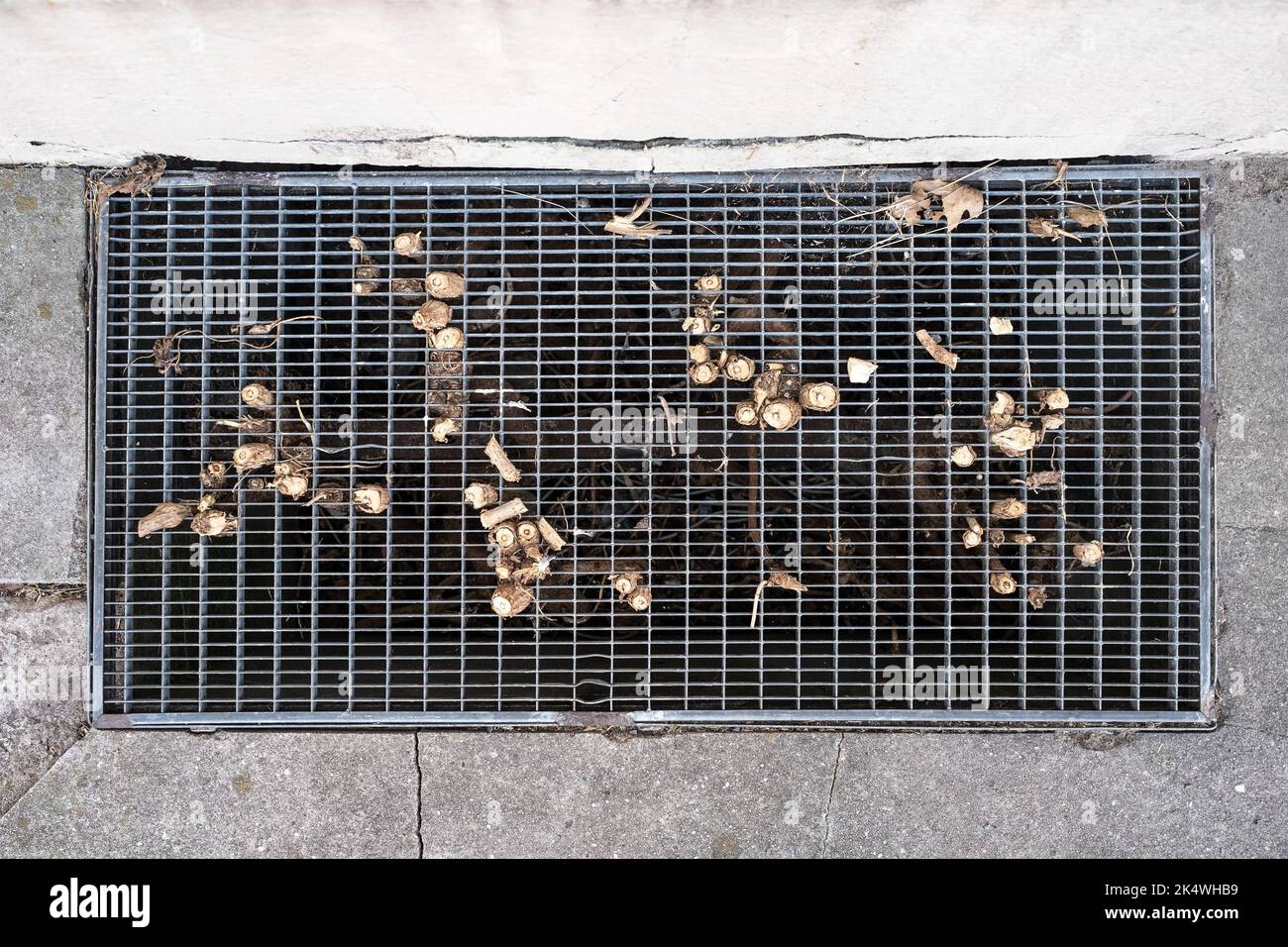 Steel grating for a storm sewer, with pieces of sawn branches stuck in ...