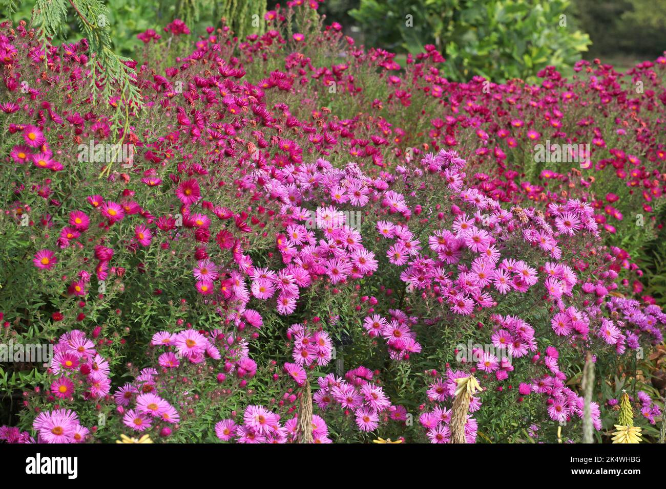 Pink asters flowers blooms hi-res stock photography and images - Alamy