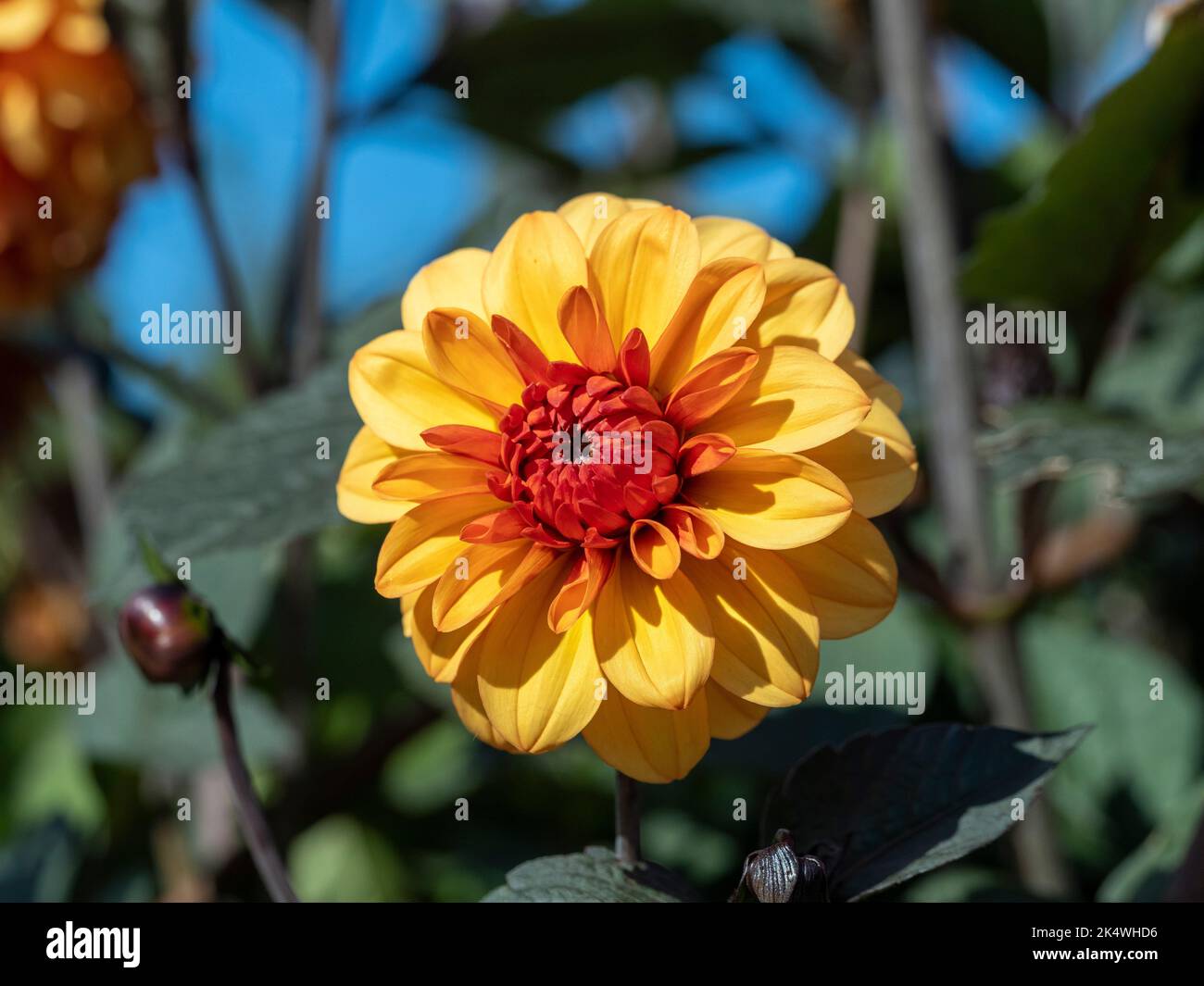 Dahlia 'David Howard' growing in a UK garden Stock Photo - Alamy