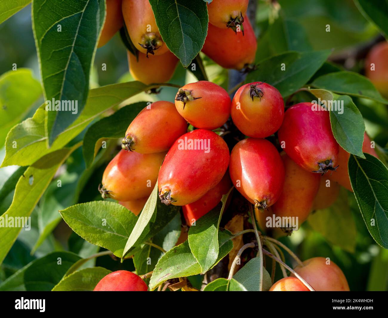Late season fruits hi-res stock photography and images - Alamy