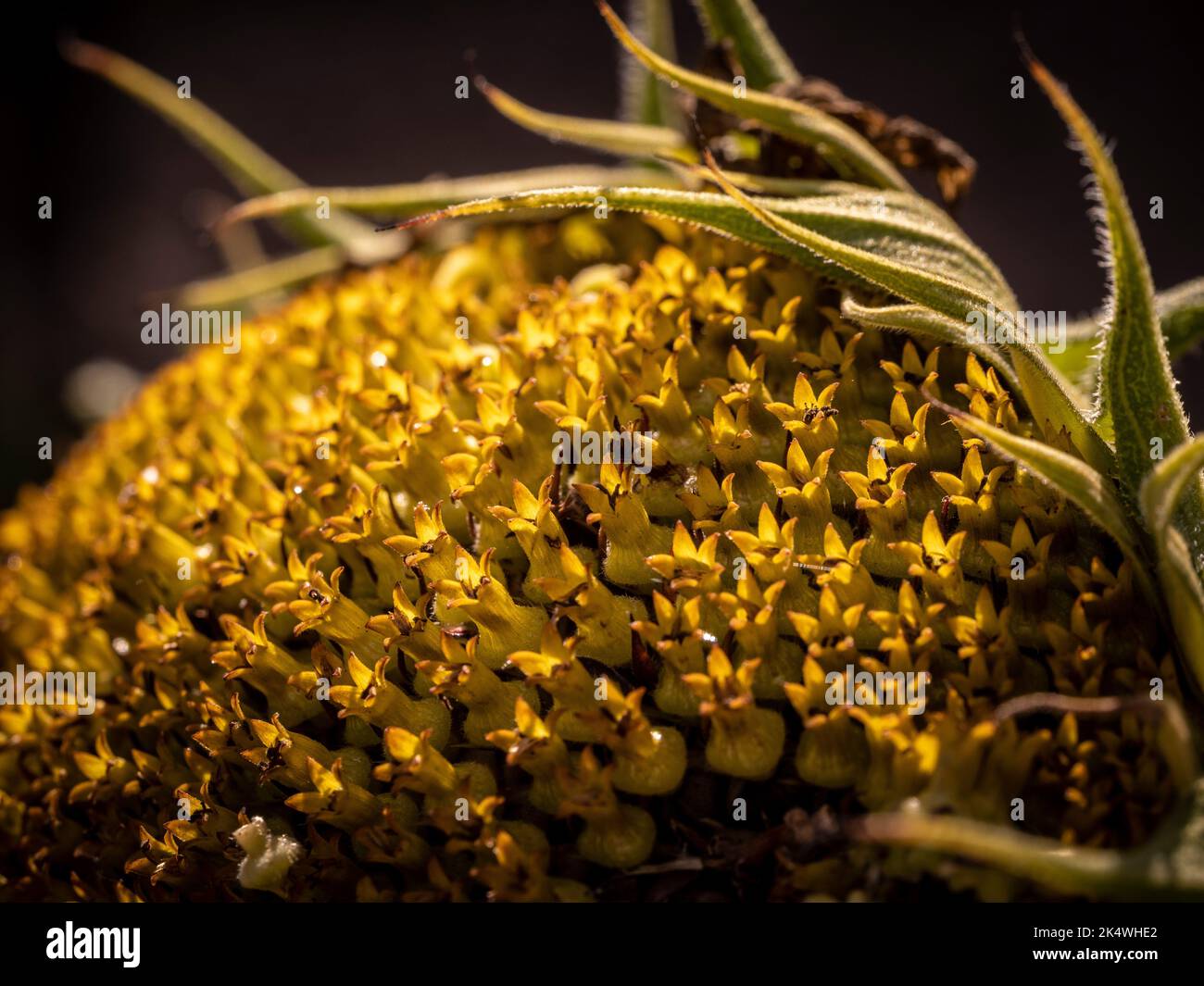 Closeup of backlit corolla on a sunflower seed head in a UK garden in ...