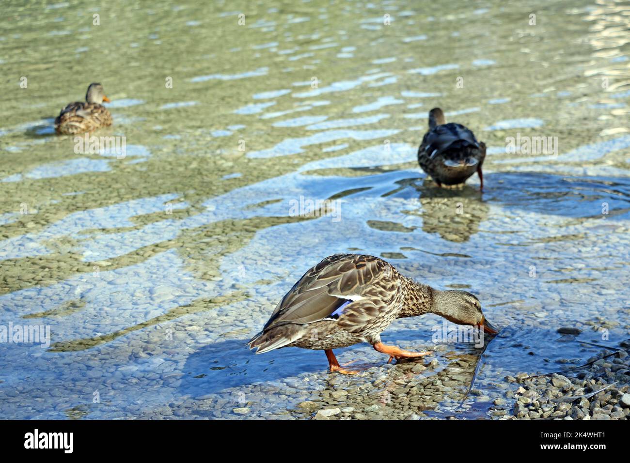 Duck drinking water from pond animal wildlife hi-res stock photography ...
