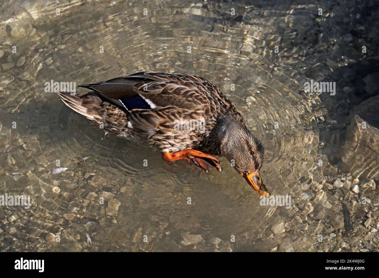 A female mallard duck splashing in the water and washing its feathers ...
