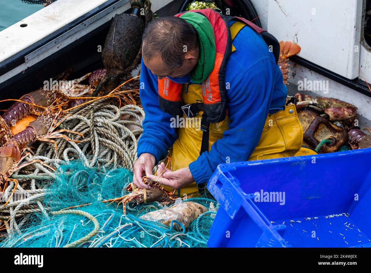 A Fisherman places elastic bands around the lobster claws on a fishing ...