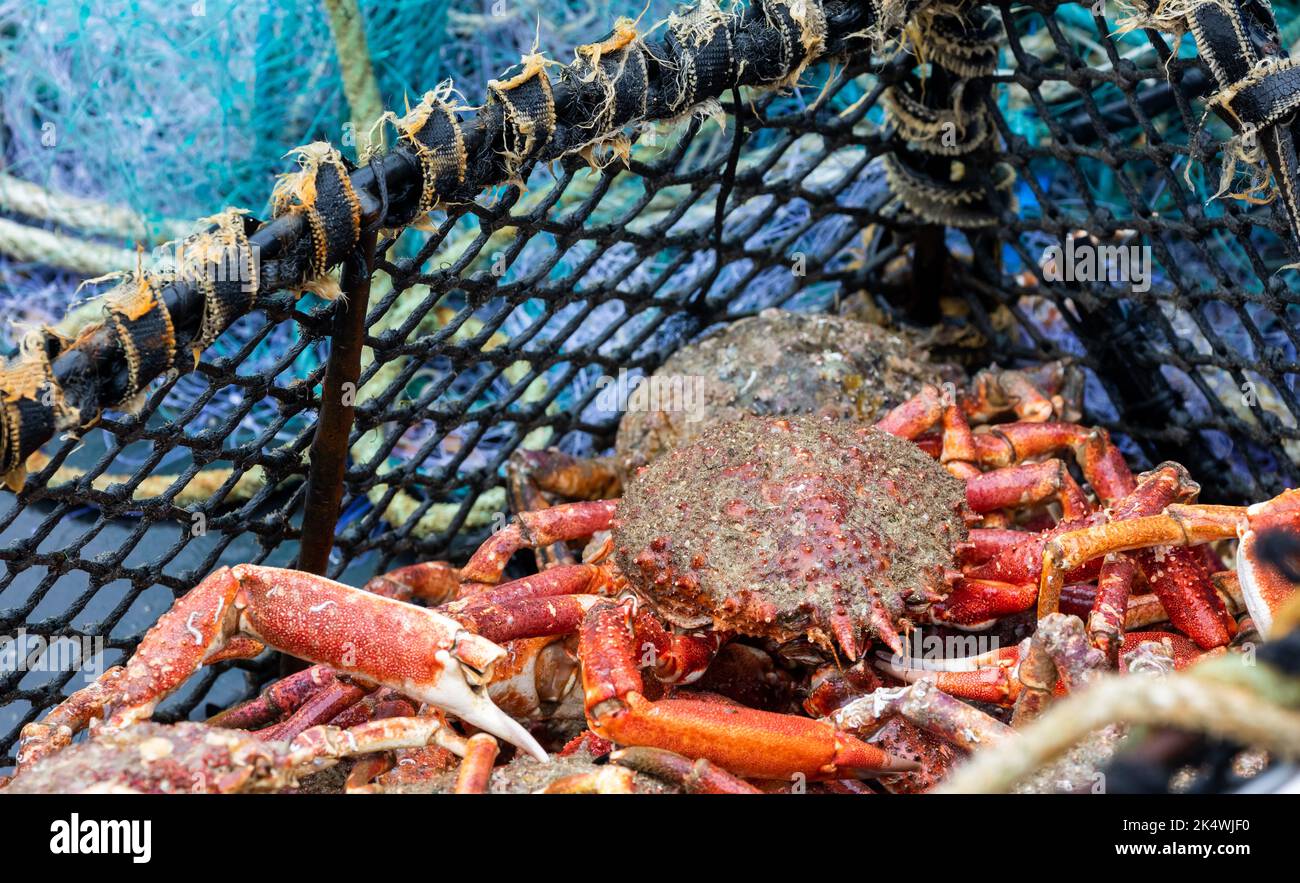 Crabs in a basket on a fishing boat in Portreath, Cornwall, UK Stock ...