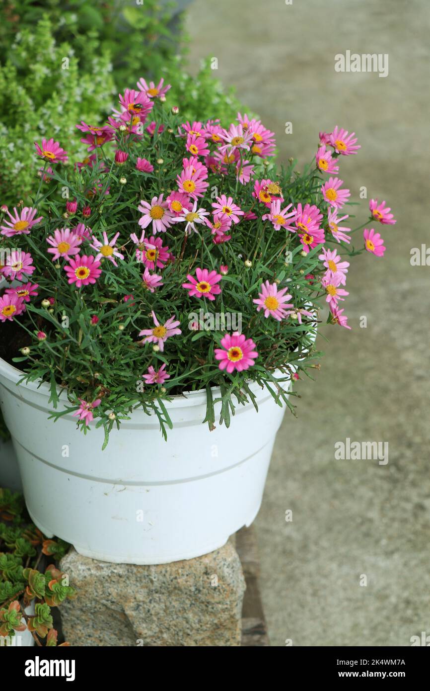 Composite argyranthemum frutescens hi-res stock photography and images ...