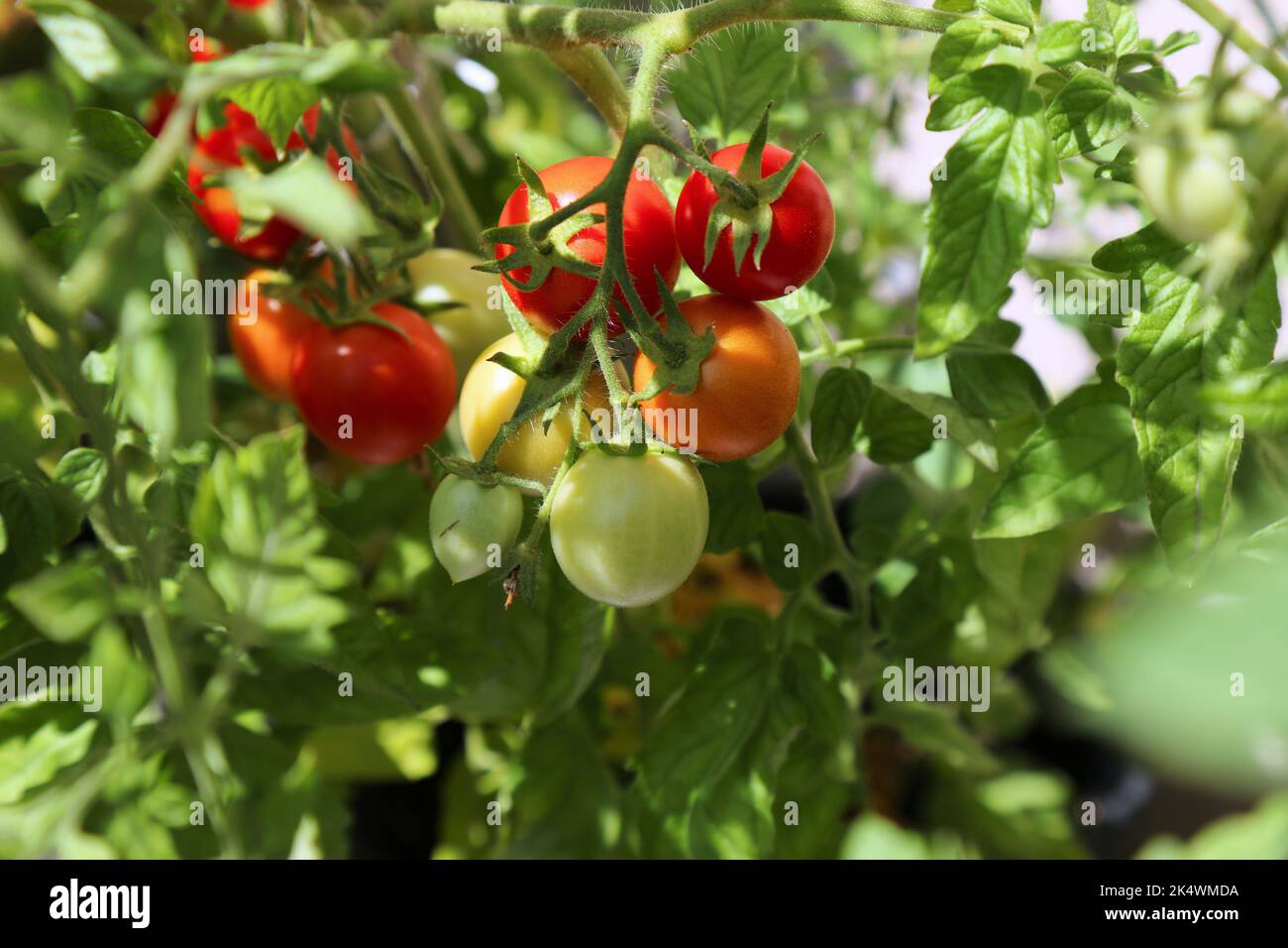 Balcony gardening. Own home grown red cherry tomatoes in a balcony container Stock Photo - Alamy