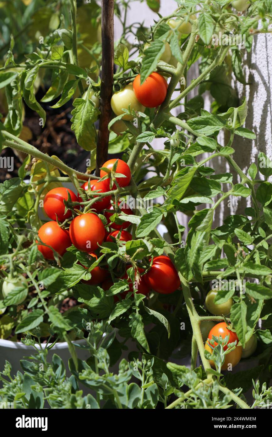 Balcony gardening. Own home grown red cherry tomatoes in a balcony container Stock Photo - Alamy