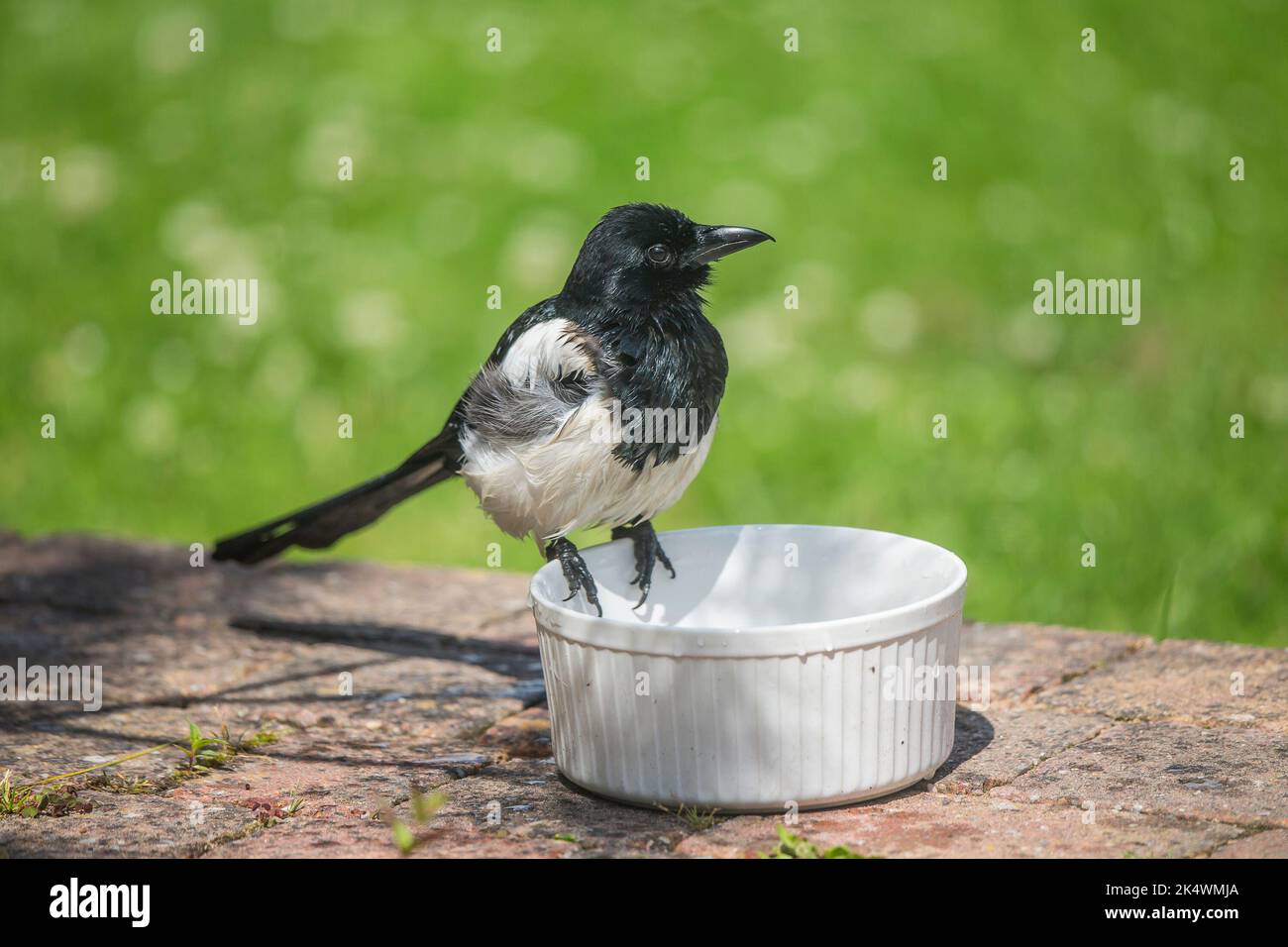 Eurasian magpie bird (Pica pica) about to bath in a small bowl of water ...